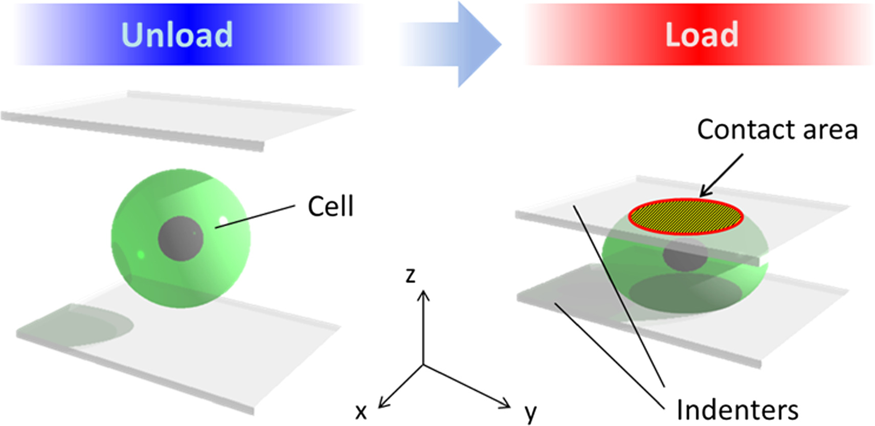 Cell size and deformation measurement using constrictions integrated ...