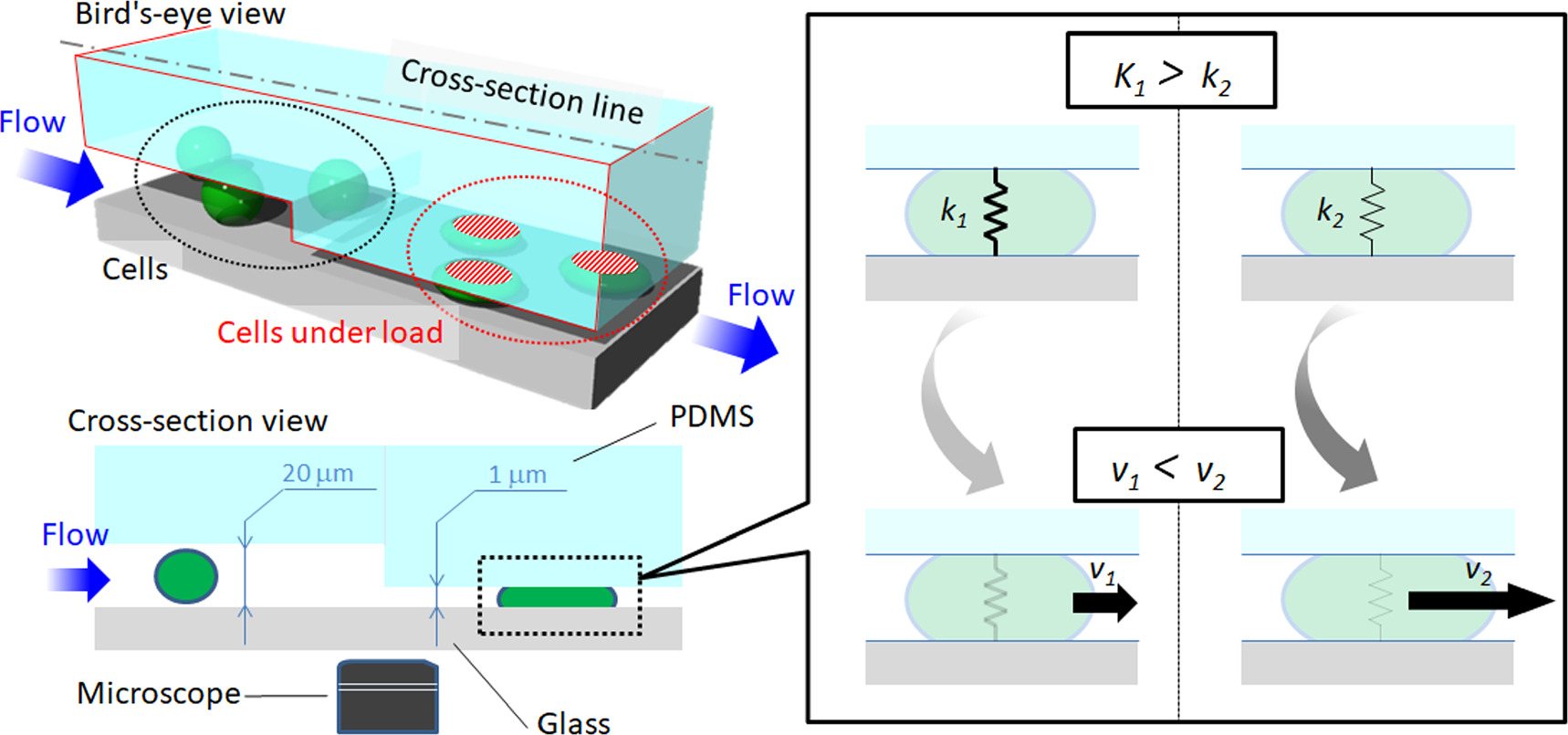 Cell size and deformation measurement using constrictions integrated ...