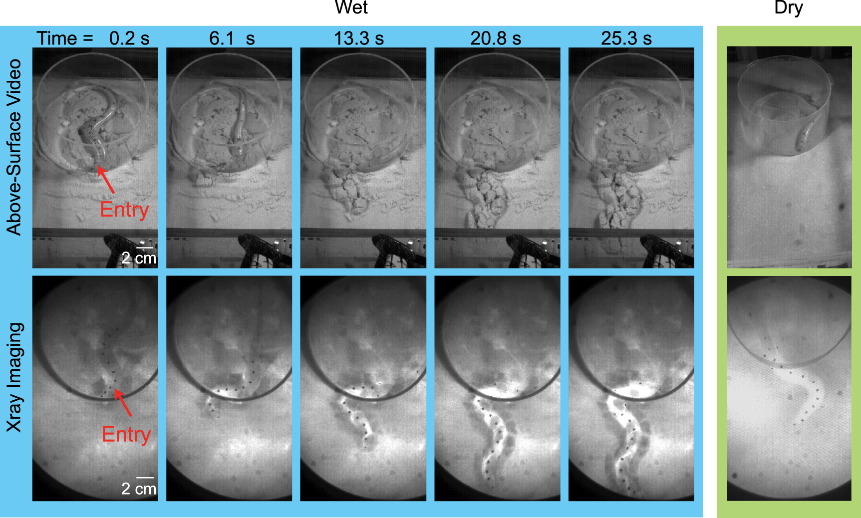 Controlled preparation of wet granular media reveals limits to lizard ...