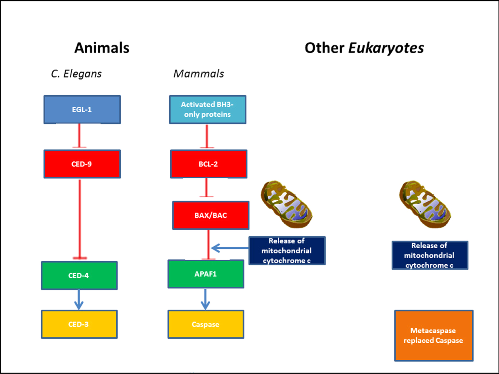 Apoptosis: its origin, history, maintenance and the medical ...