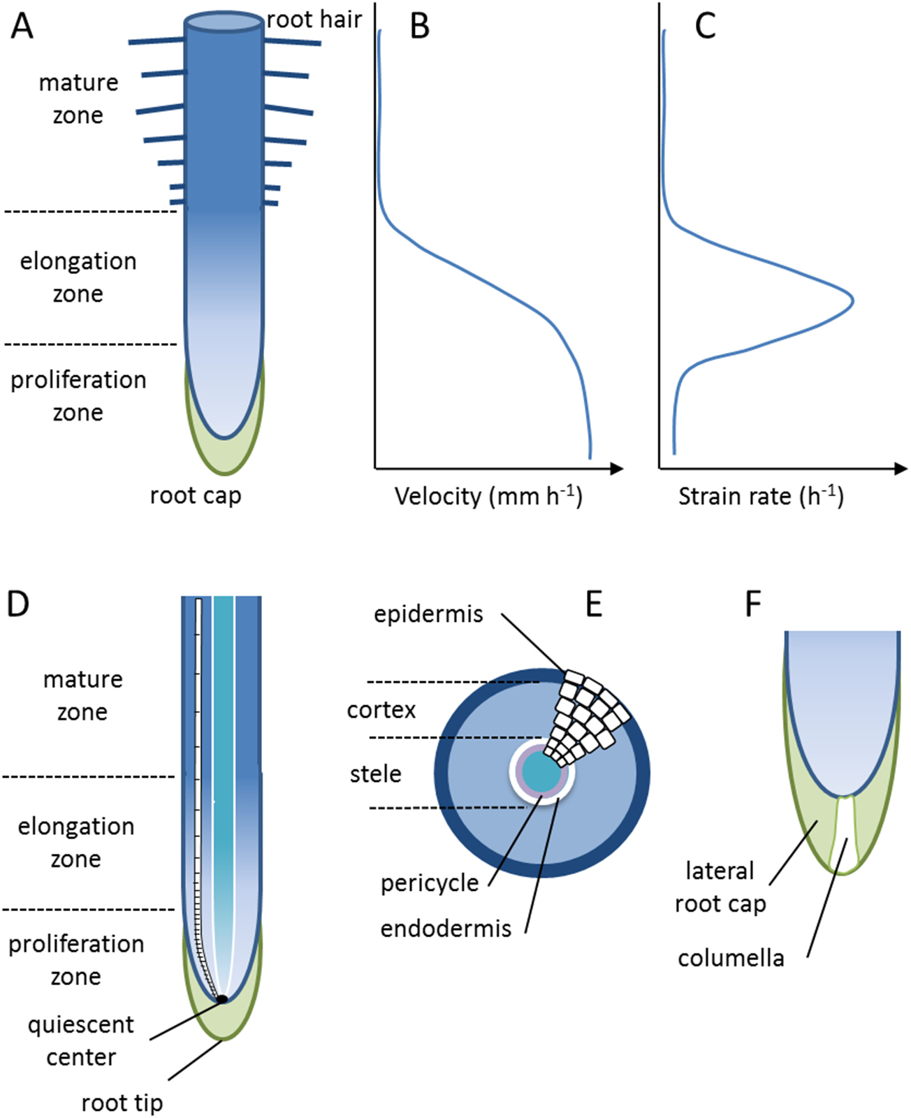 Physical root–soil interactions - IOPscience