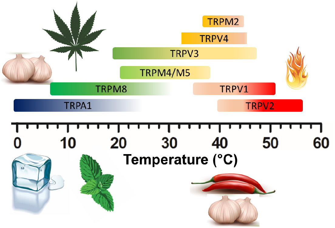 Thermally activated TRP channels: molecular sensors for temperature ...