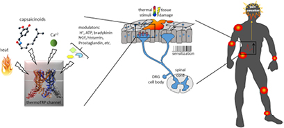 Thermally activated TRP channels: molecular sensors for temperature ...
