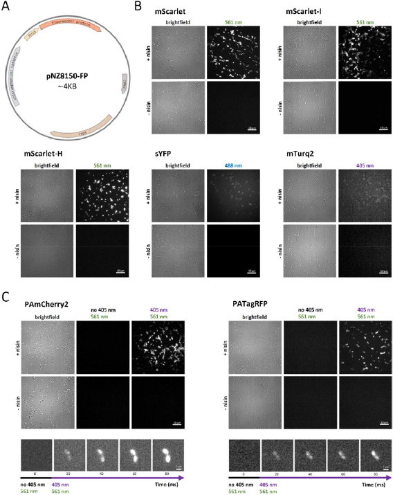 Evaluating single-particle tracking by photo-activation localization ...