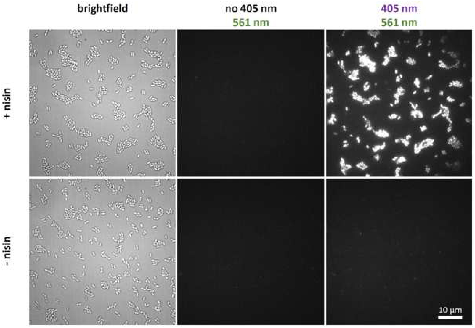 Evaluating single-particle tracking by photo-activation localization ...