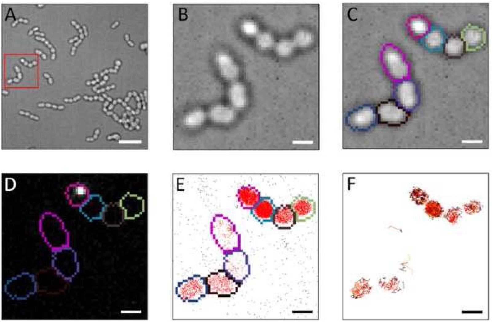 Evaluating single-particle tracking by photo-activation localization ...