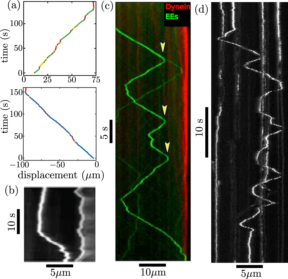 Getting around the cell: physical transport in the intracellular world ...