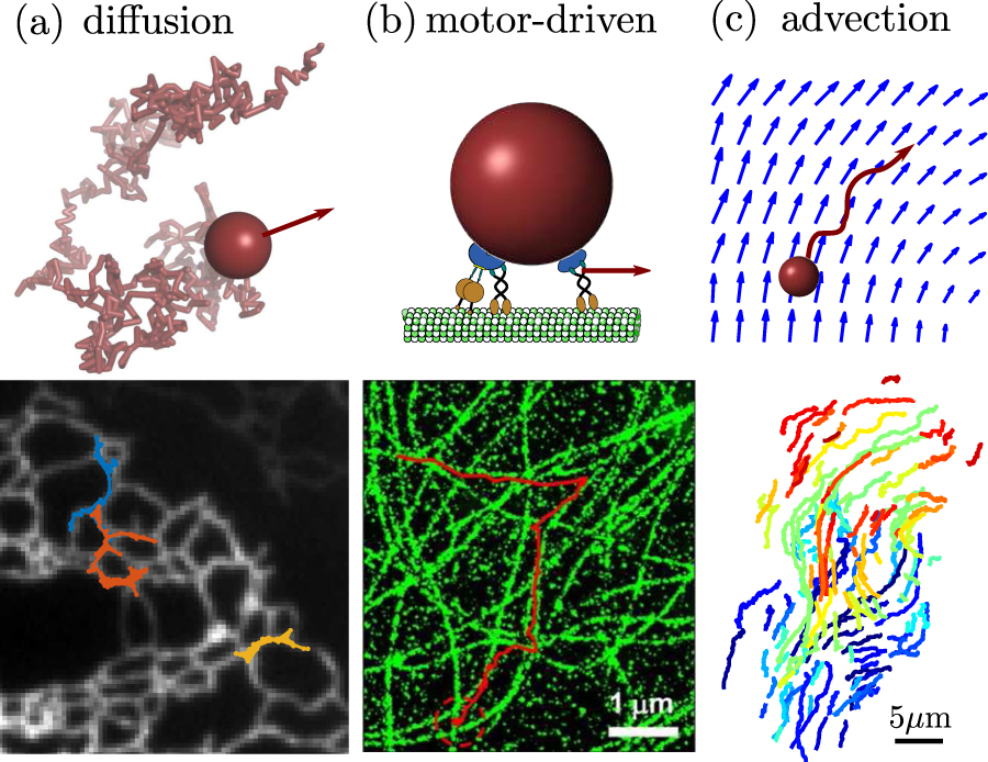 Getting around the cell: physical transport in the intracellular world ...