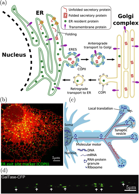 Getting around the cell: physical transport in the intracellular world ...