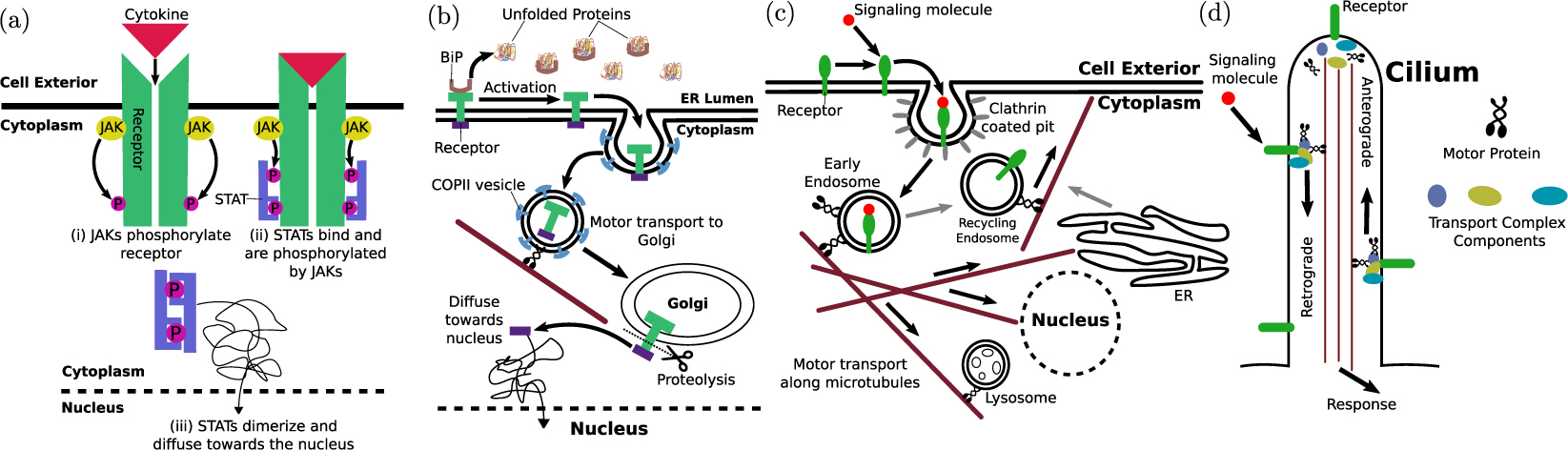 Getting around the cell: physical transport in the intracellular world ...