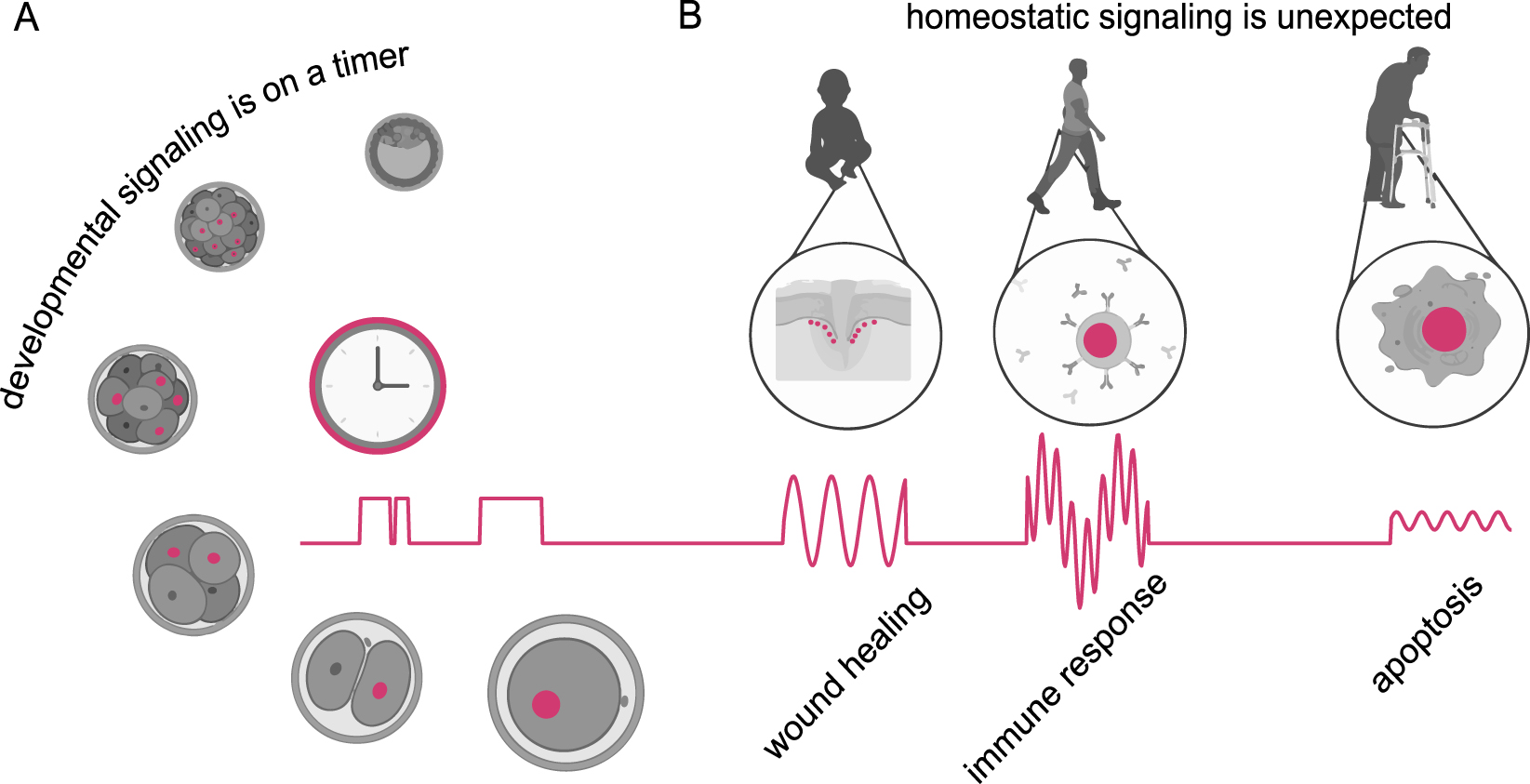 Roadmap on biology in time varying environments - IOPscience
