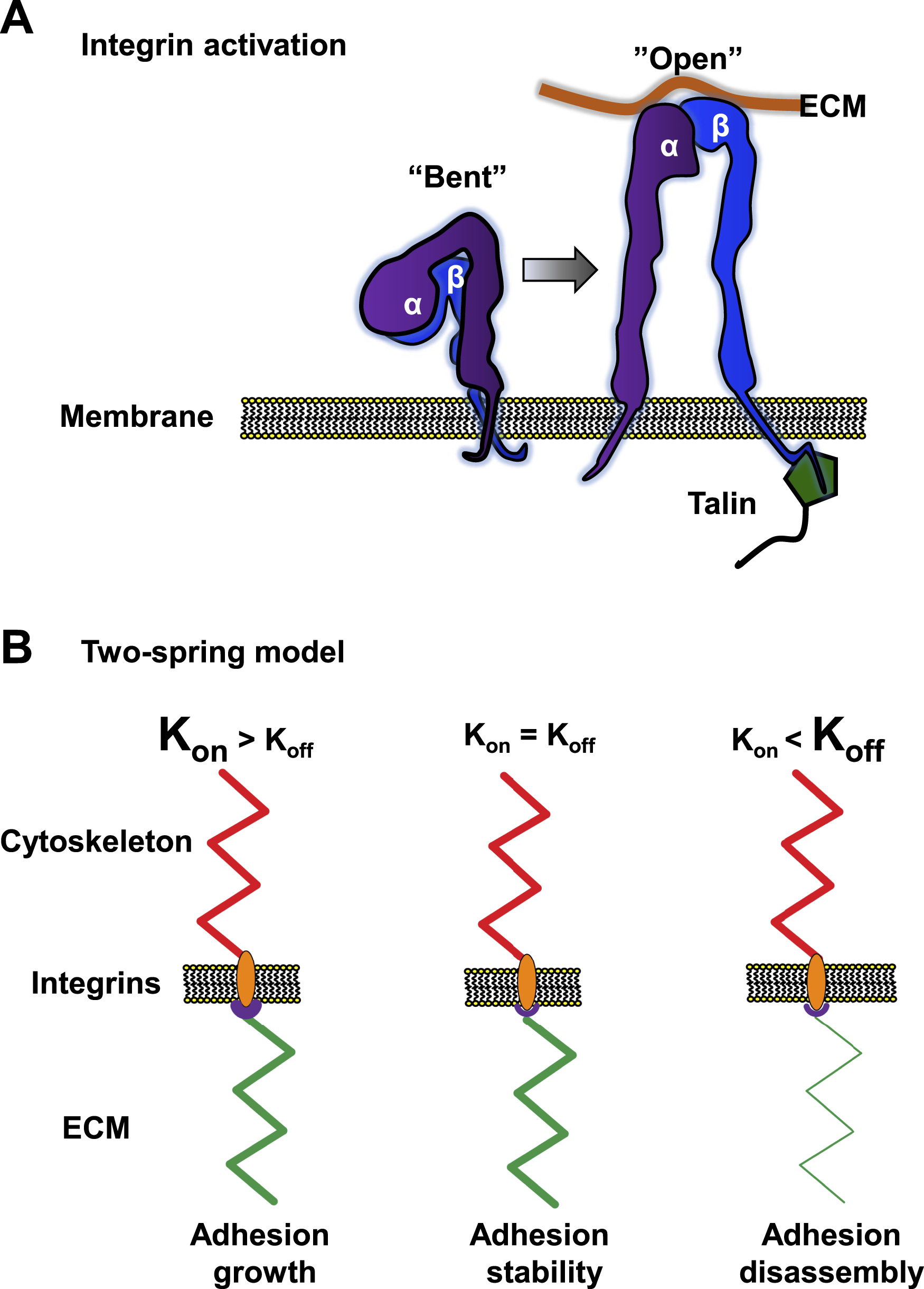 Cell–extracellular matrix dynamics - IOPscience