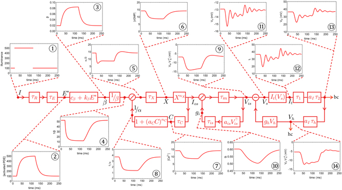 Dynamical adaptation in photoreceptors with gain control - IOPscience