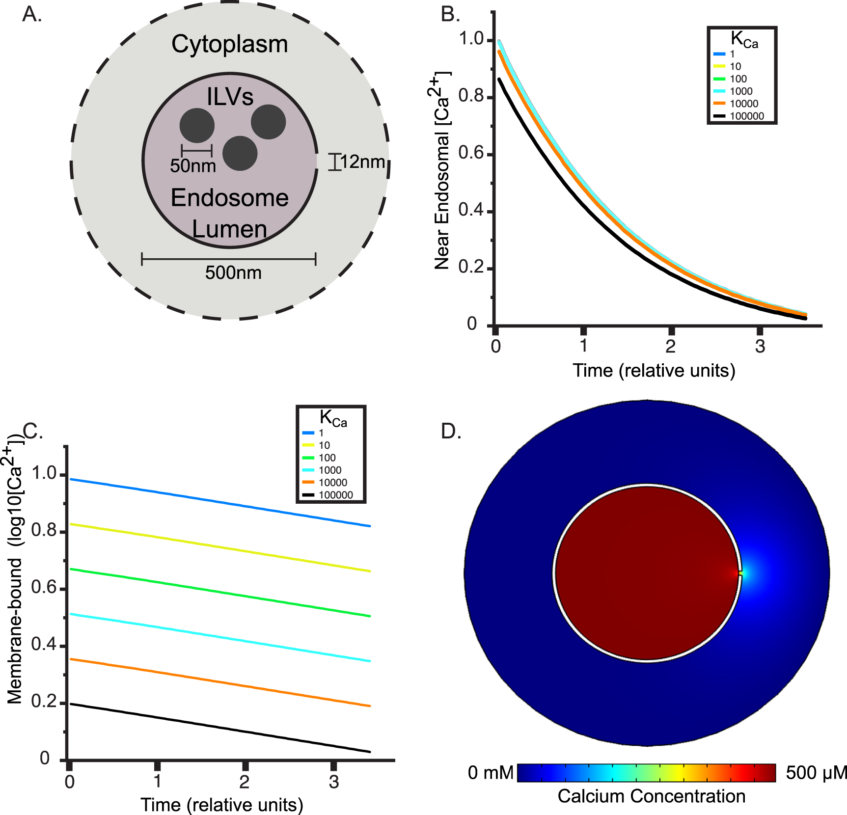 Calcium storage in multivesicular endo-lysosome - IOPscience