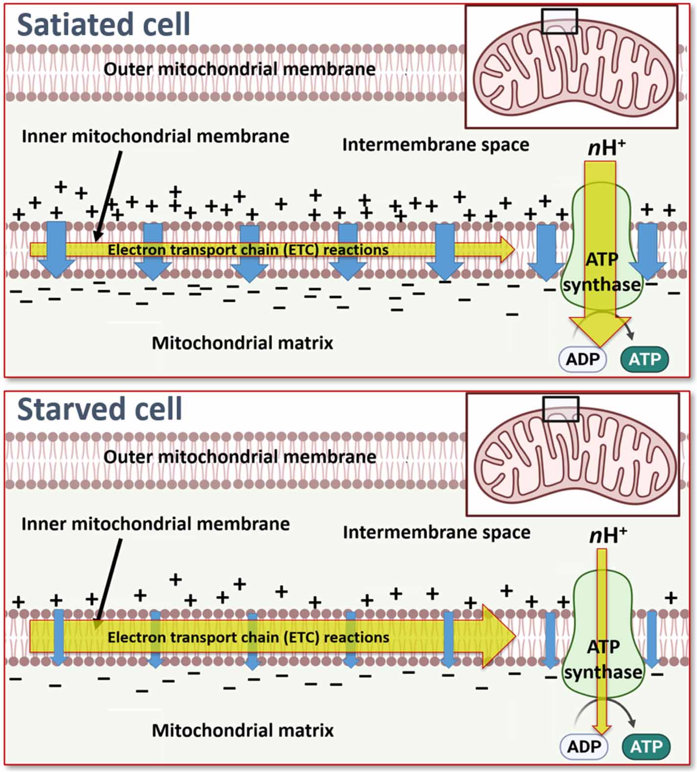 Electrical homeostasis of the inner mitochondrial membrane potential ...