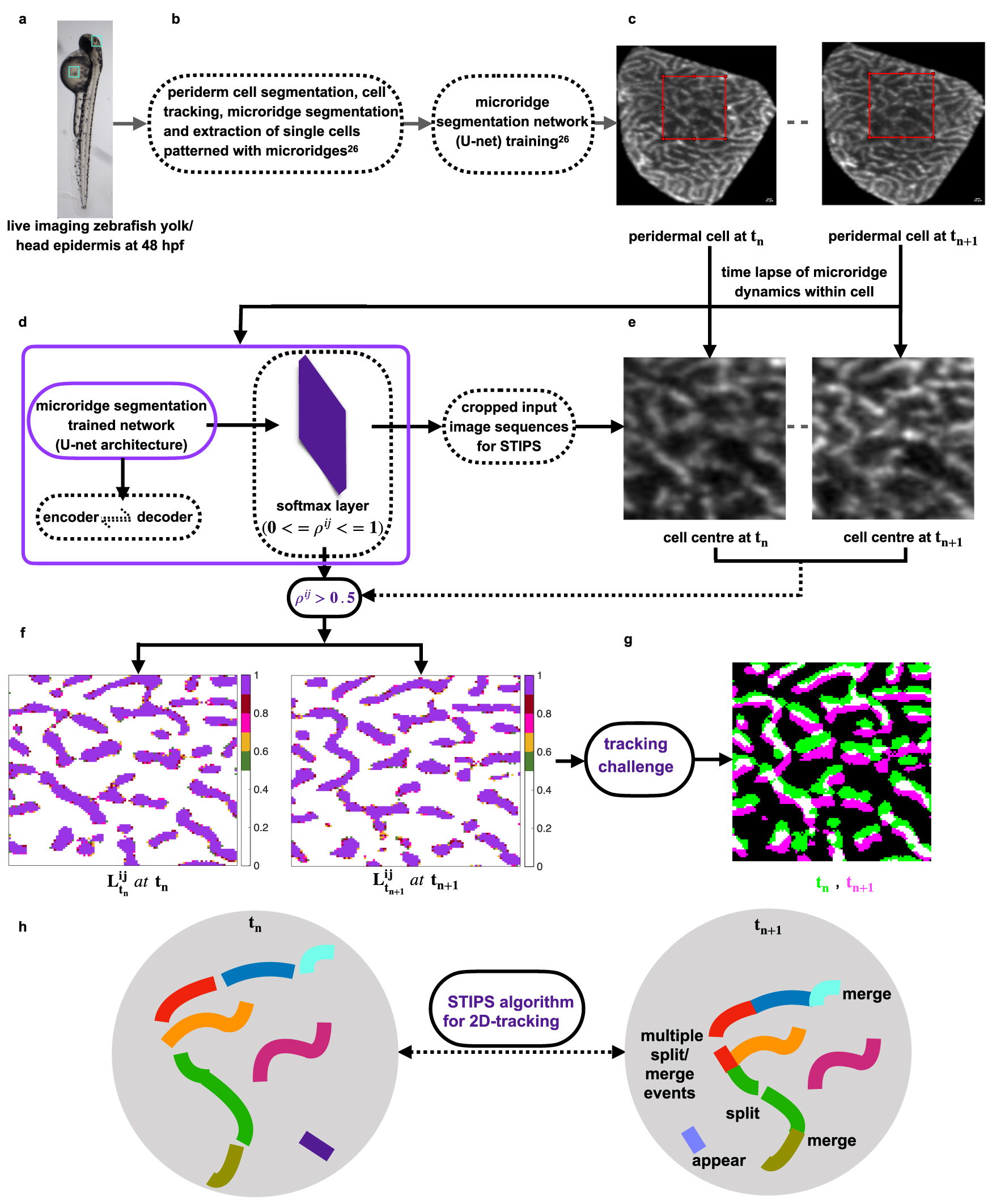 STIPS algorithm enables tracking labyrinthine patterns and reveals ...