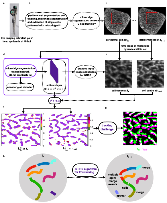STIPS algorithm enables tracking labyrinthine patterns and reveals ...
