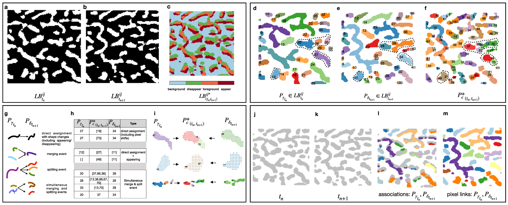 STIPS algorithm enables tracking labyrinthine patterns and reveals ...