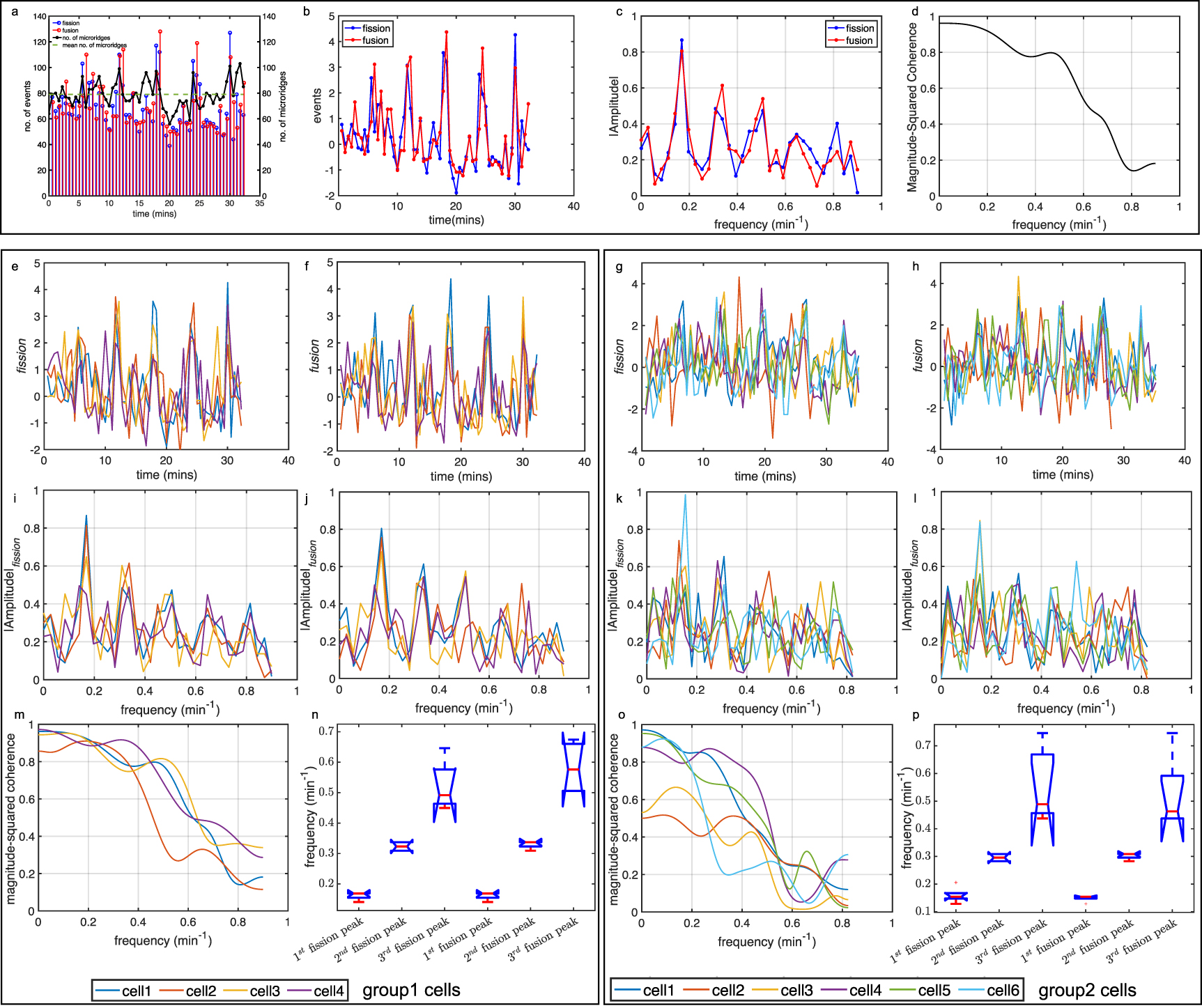 STIPS algorithm enables tracking labyrinthine patterns and reveals ...