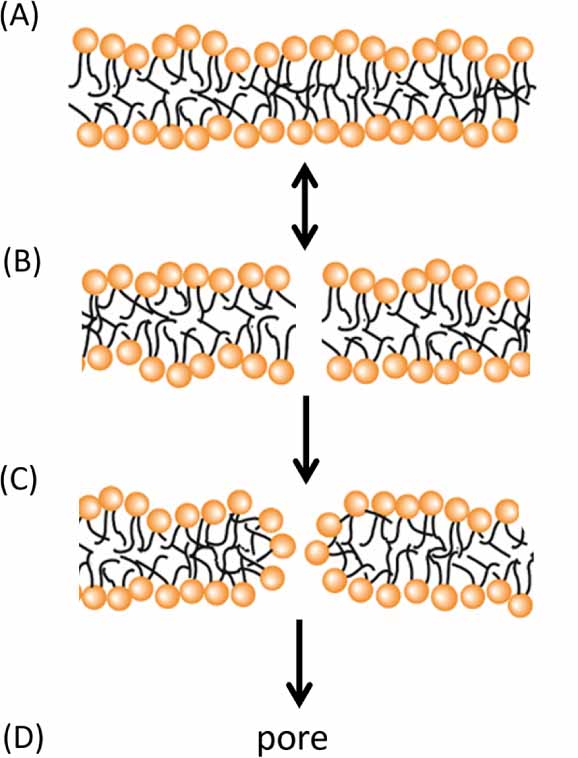 Effect of membrane tension on pore formation induced by antimicrobial ...