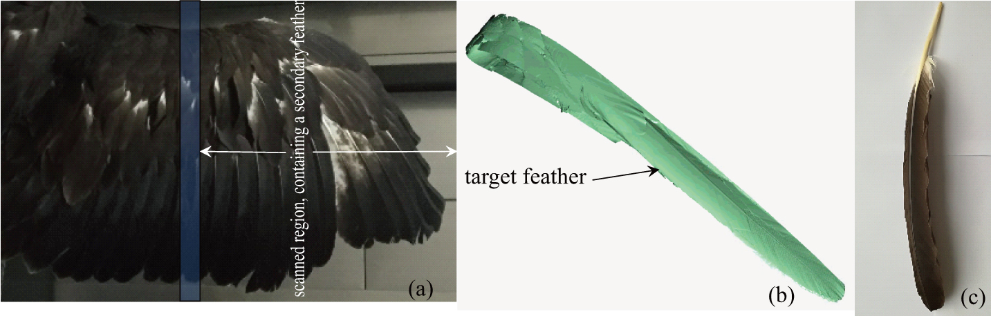 A combined airfoil with secondary feather inspired by the golden eagle ...
