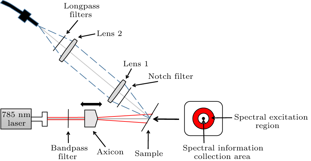 Reconstructing in vivo spatially offset Raman spectroscopy of human ...