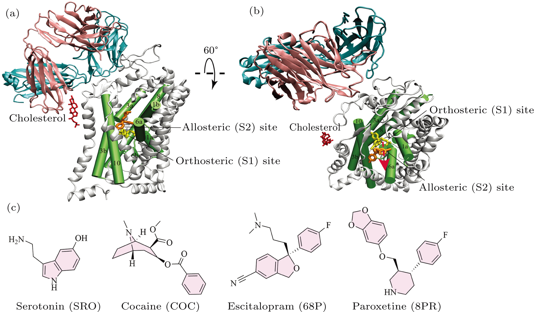 Exploring unbinding mechanism of drugs from SERT via molecular dynamics ...