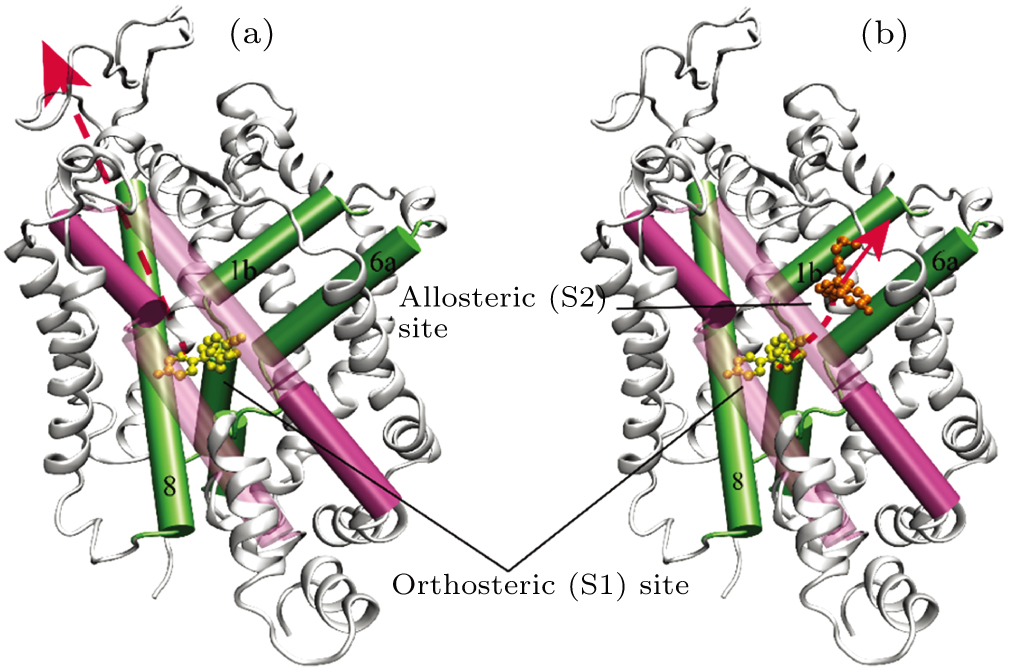 Exploring unbinding mechanism of drugs from SERT via molecular dynamics ...