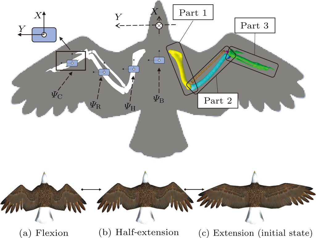 Quantitative analysis of the morphing wing mechanism of raptors: IMMU ...