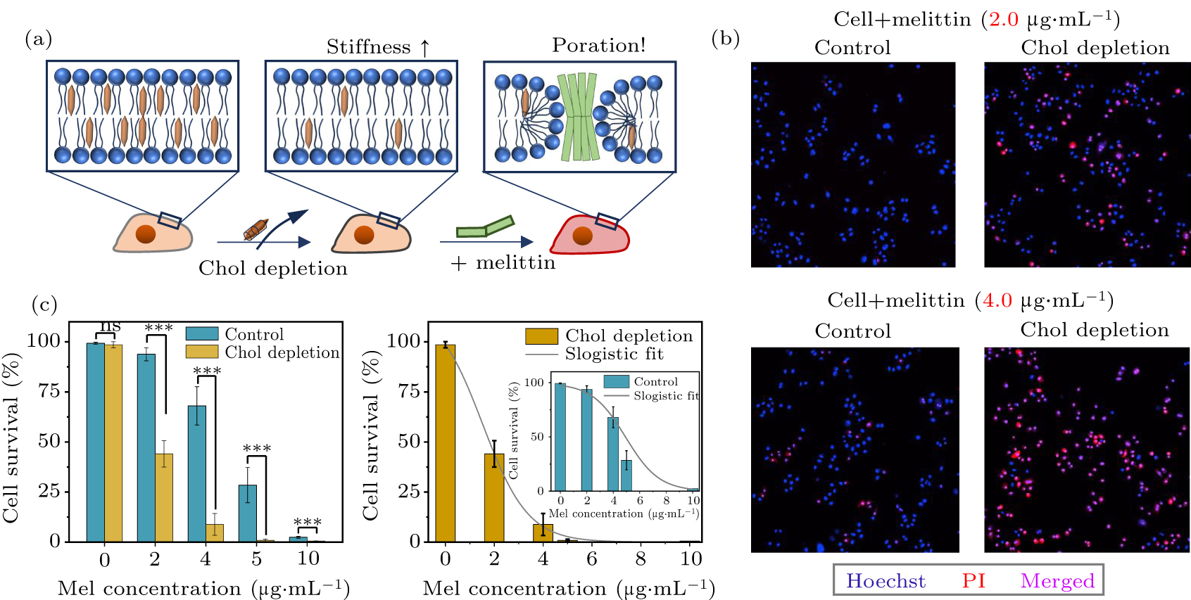 Membrane tension evolution and mechanical regulation of melittin ...