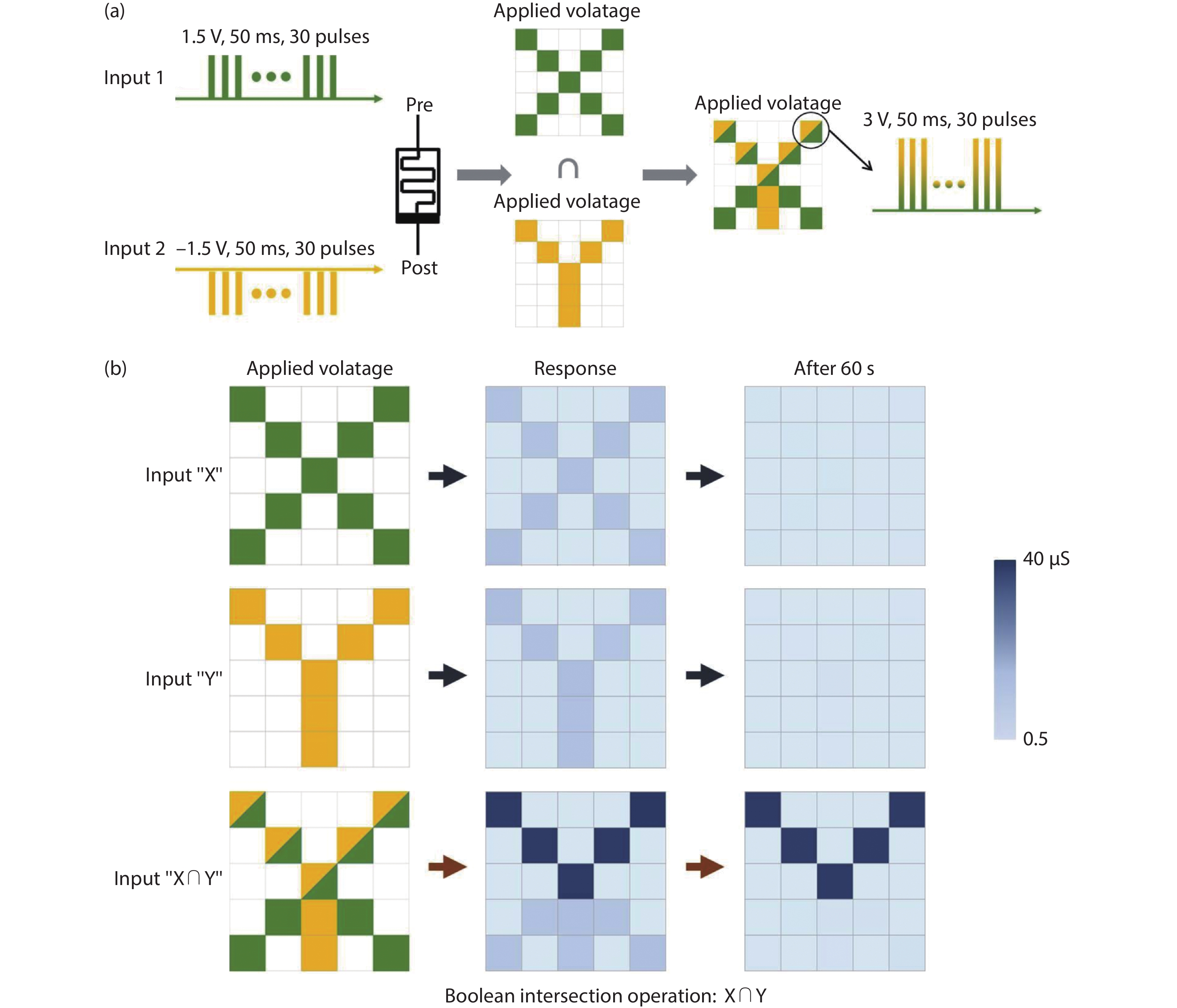 Voltage-dependent plasticity and image Boolean operations realized in a WO x -based memristive ...