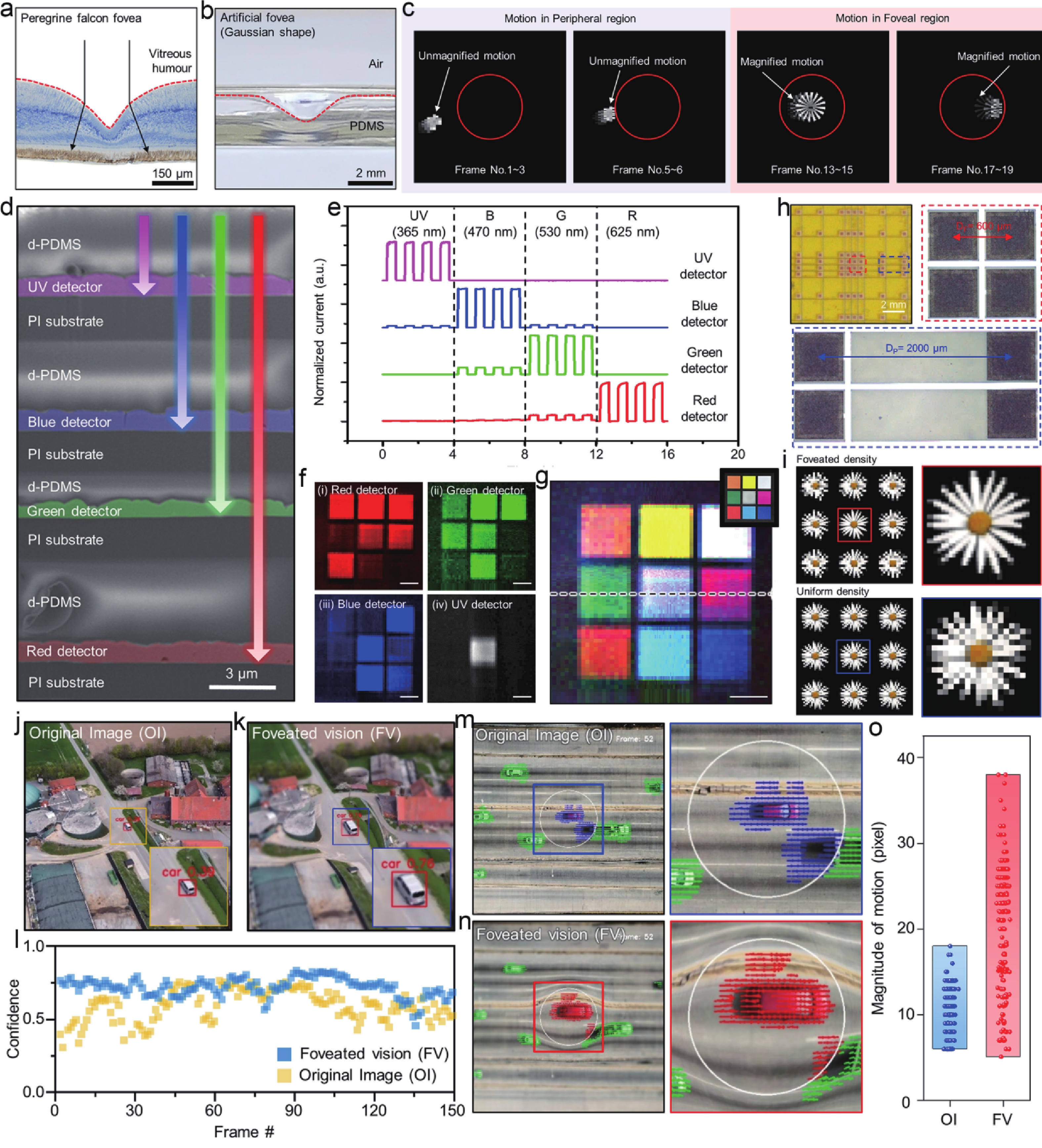 Artificial hawk-eye camera for foveated, tetrachromatic, and dynamic ...
