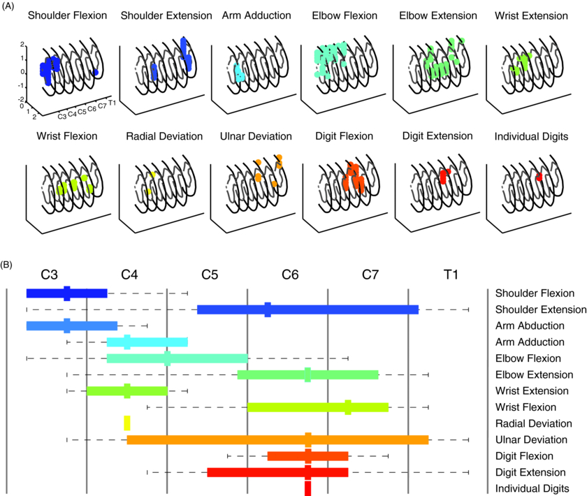 Cervical intraspinal microstimulation evokes robust forelimb movements ...