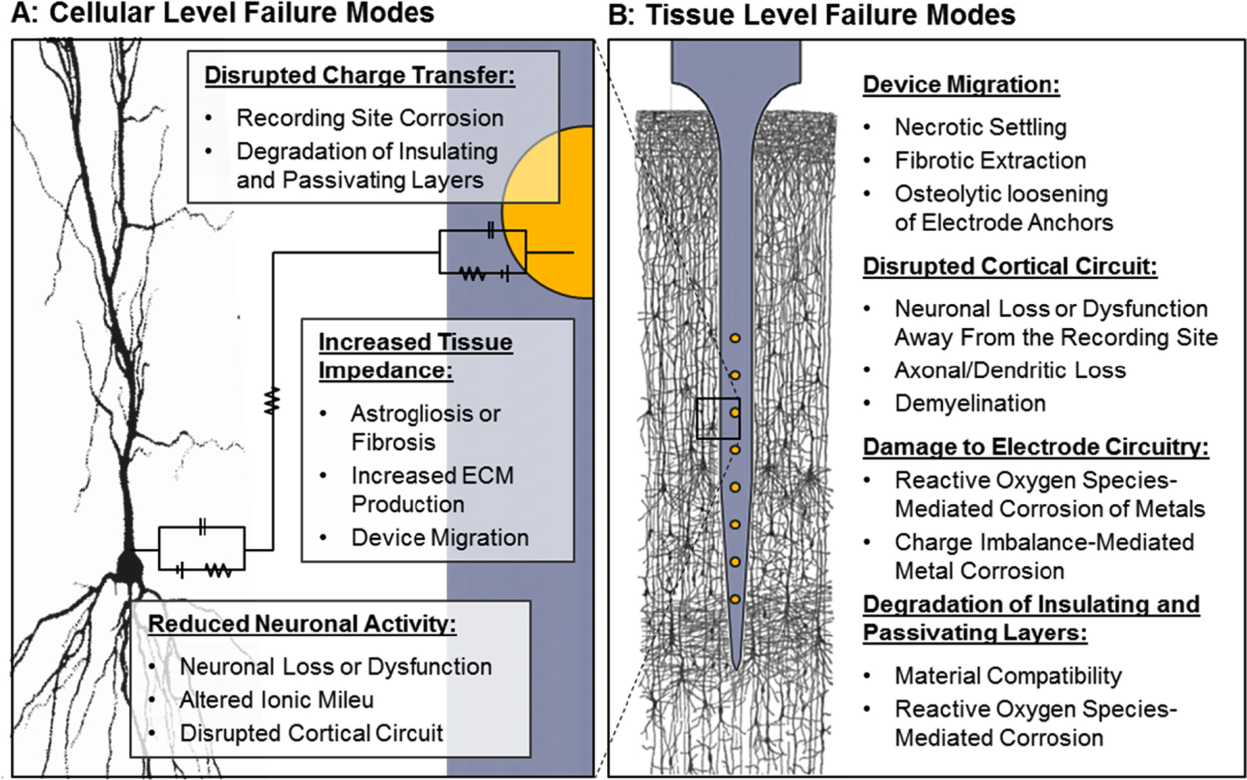 Progress towards biocompatible intracortical microelectrodes for neural ...