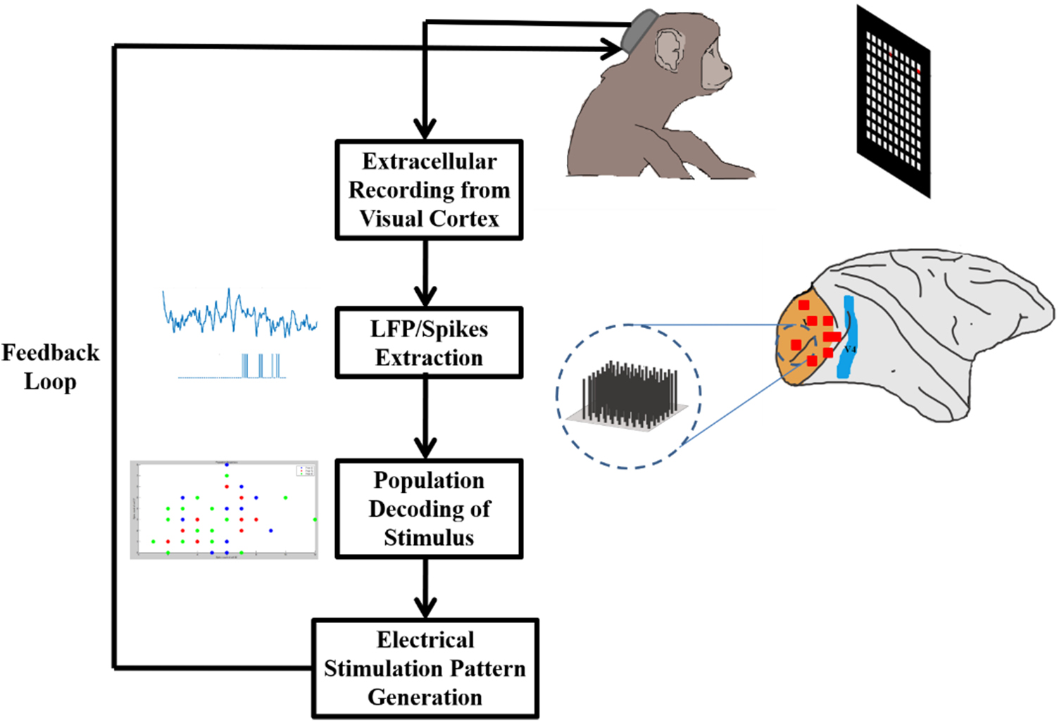 Cortical visual prostheses: from microstimulation to functional percept ...