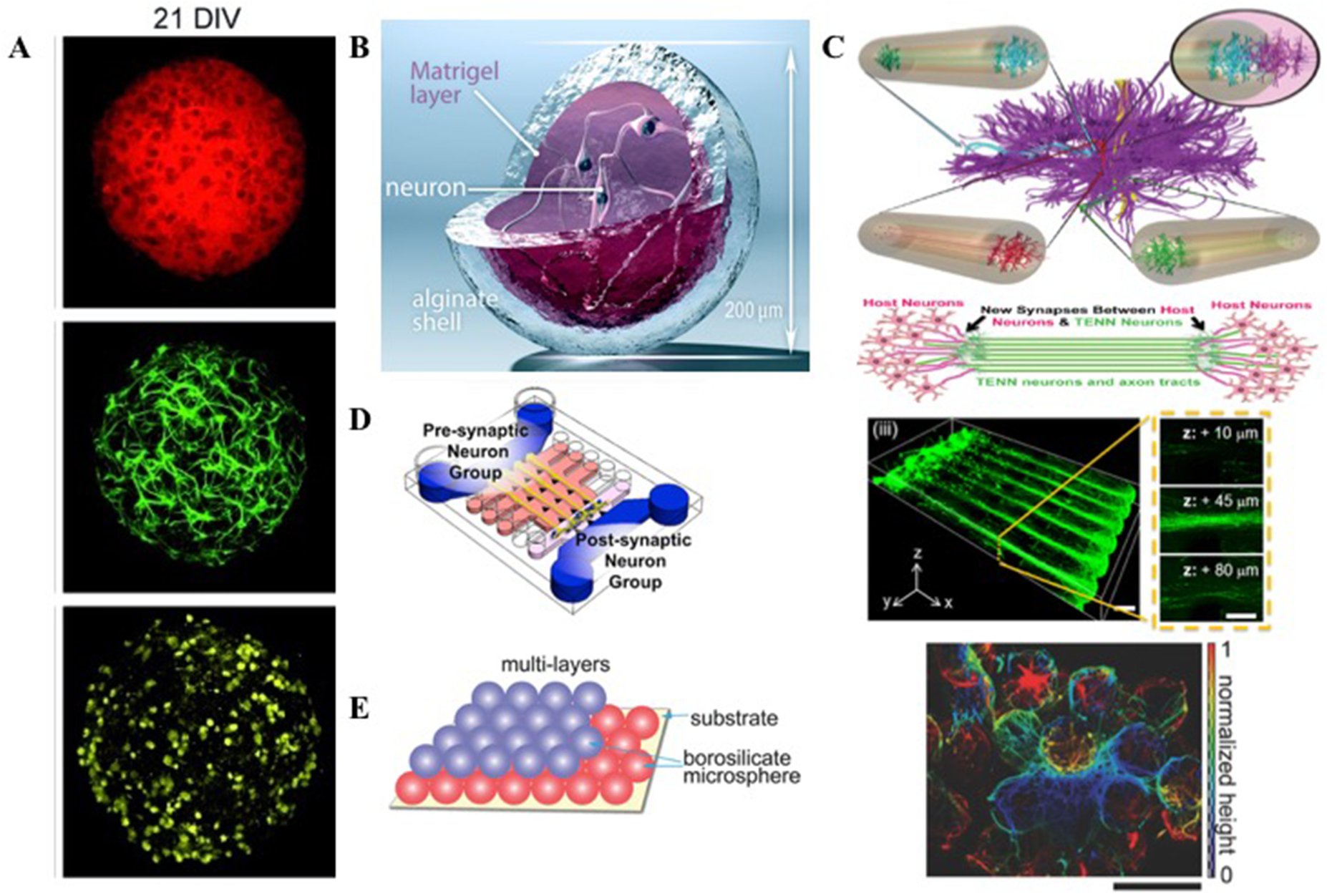 Integrated biocircuits: engineering functional multicellular circuits ...