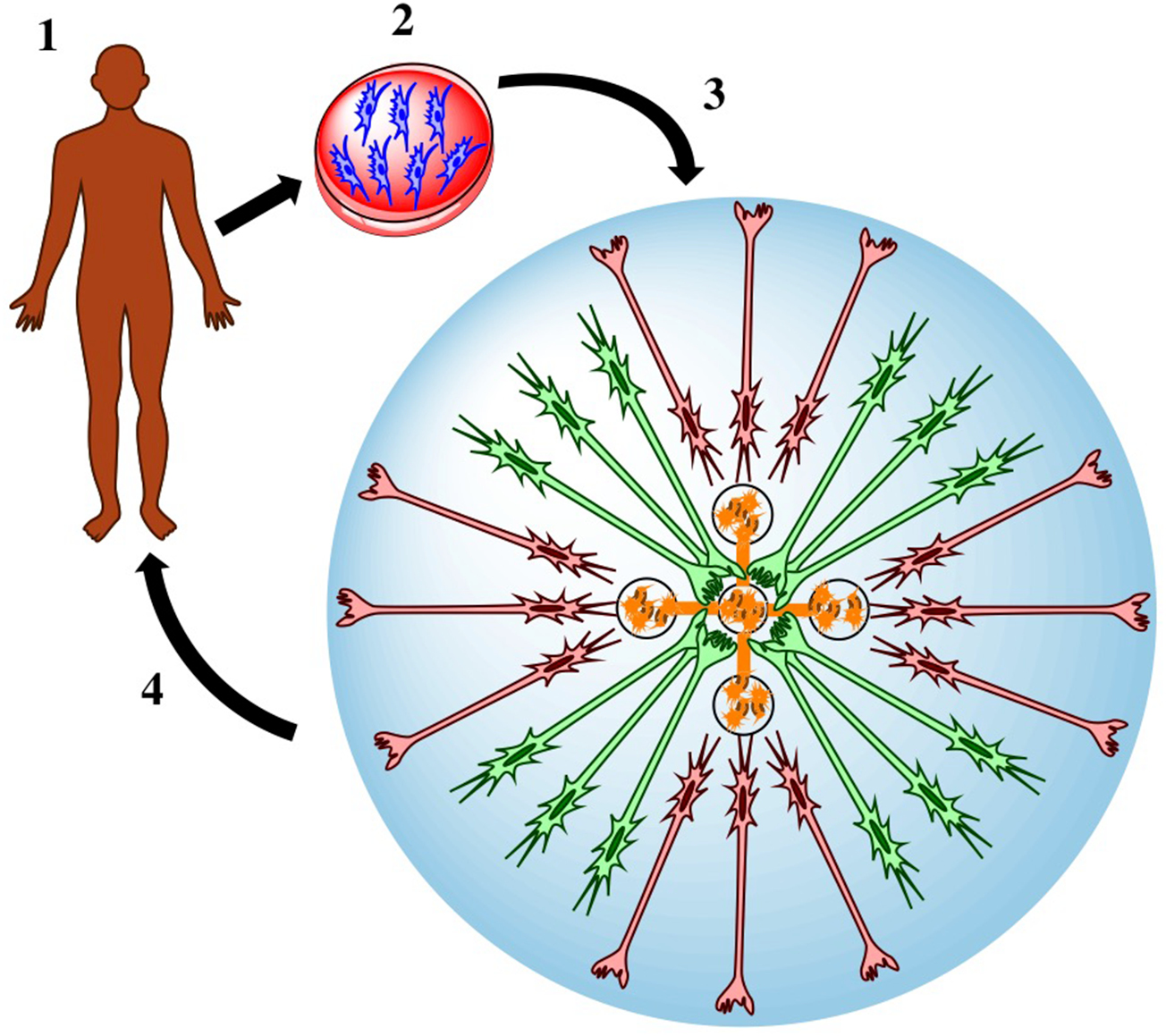 Integrated biocircuits: engineering functional multicellular circuits ...