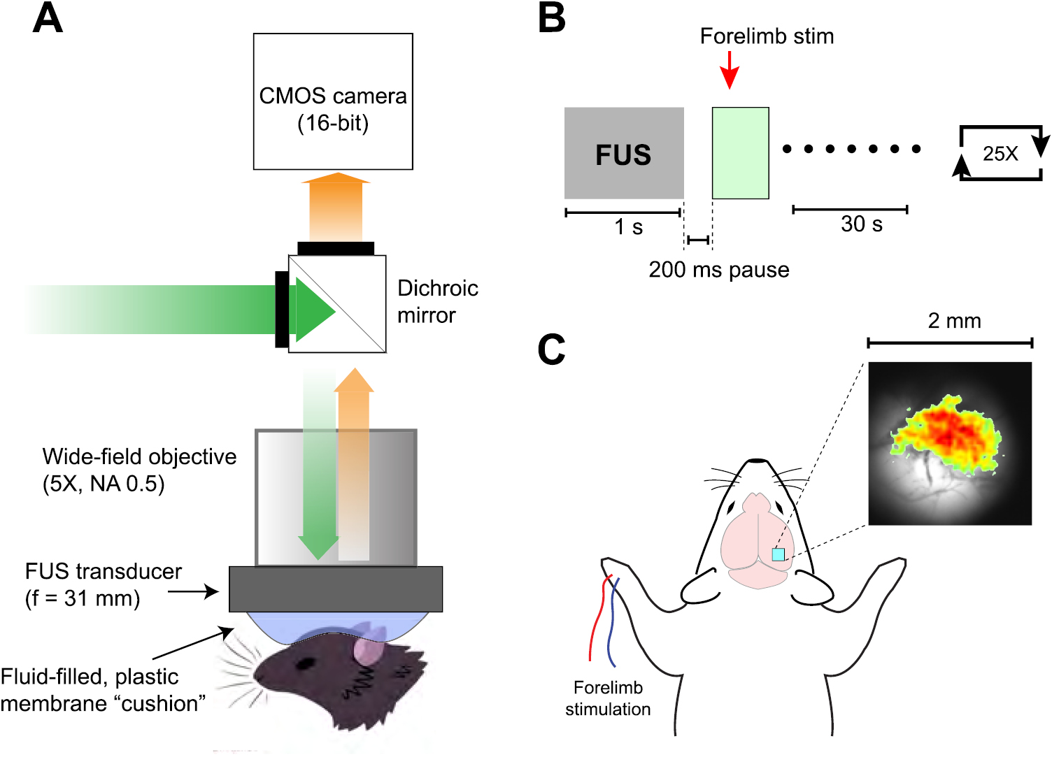 Low-intensity focused ultrasound alters the latency and spatial ...