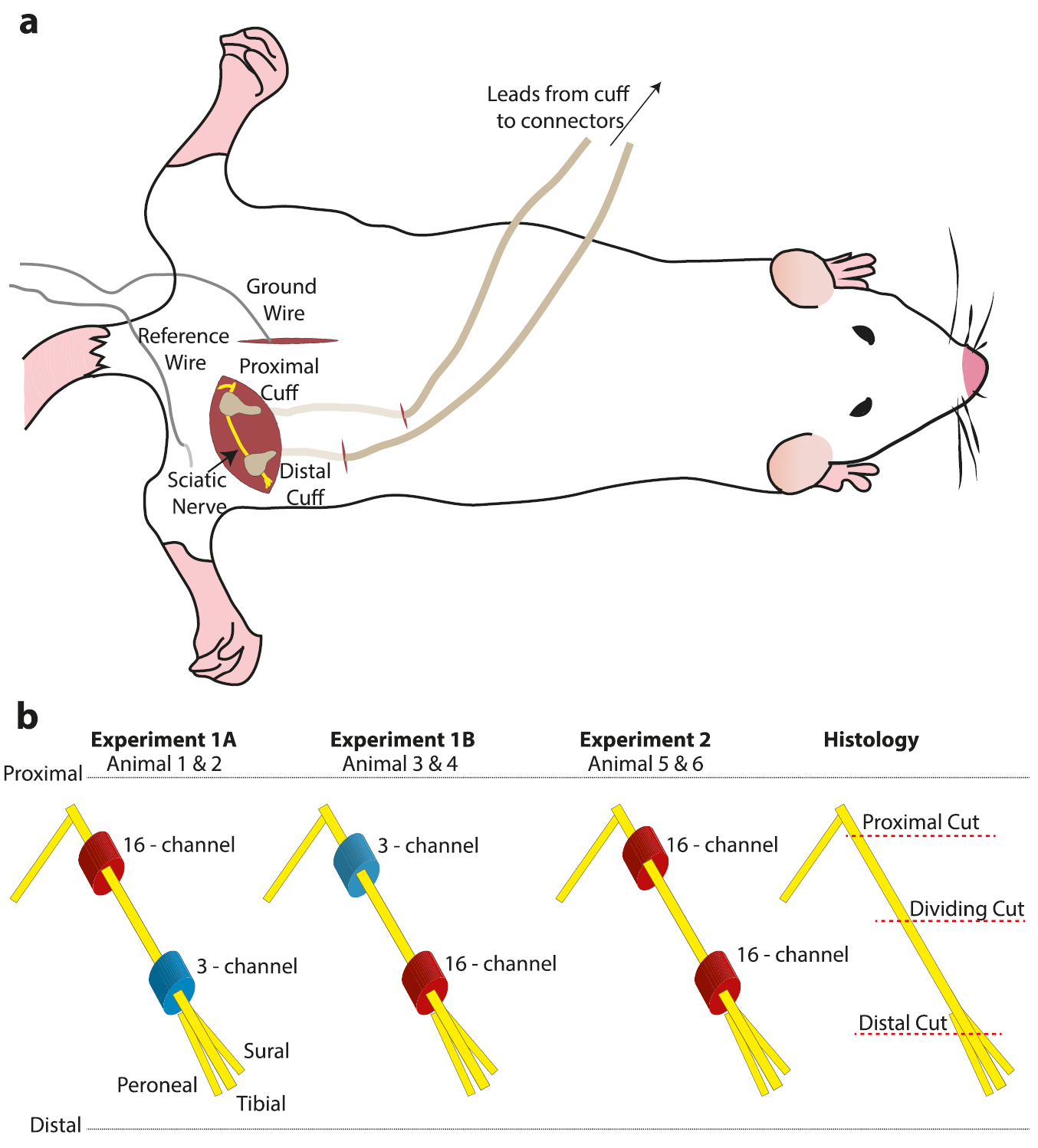Influence of nerve cuff channel count and implantation site on the ...