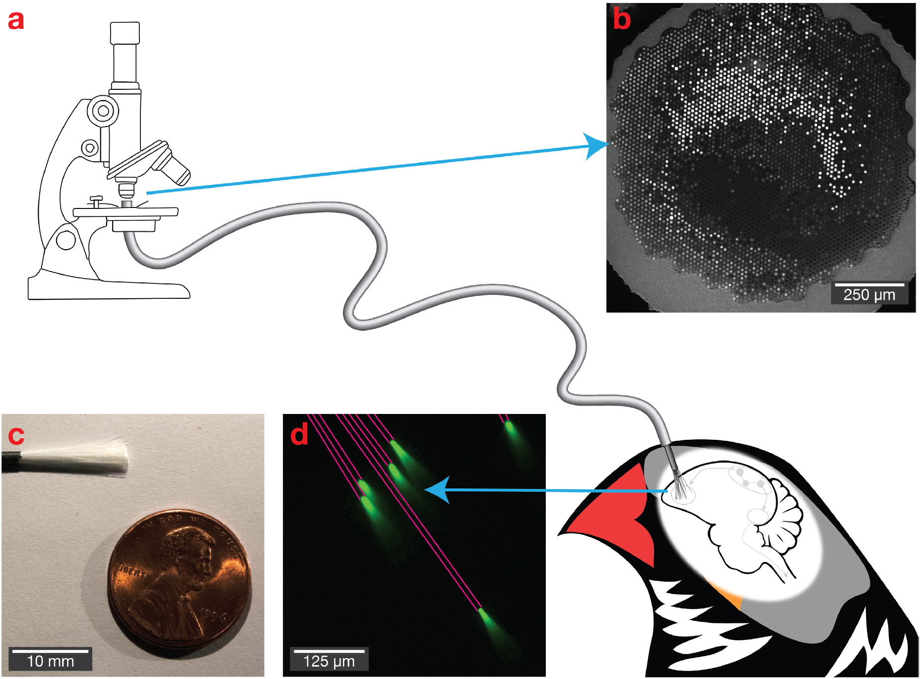 High-density microfibers as a potential optical interface to reach deep ...