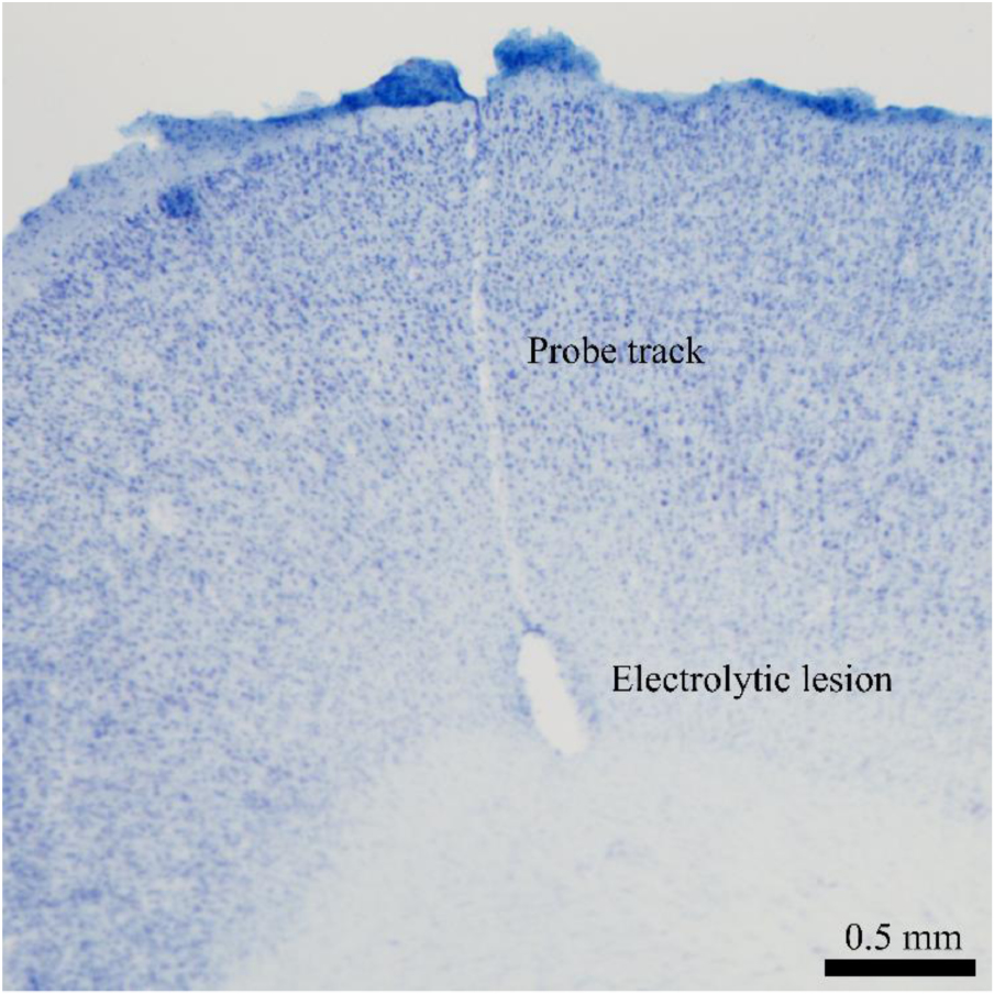 System for recording from multiple flexible polyimide neural probes in ...