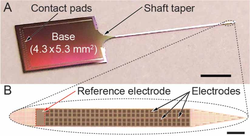 High-density electrophysiological recordings in macaque using a ...
