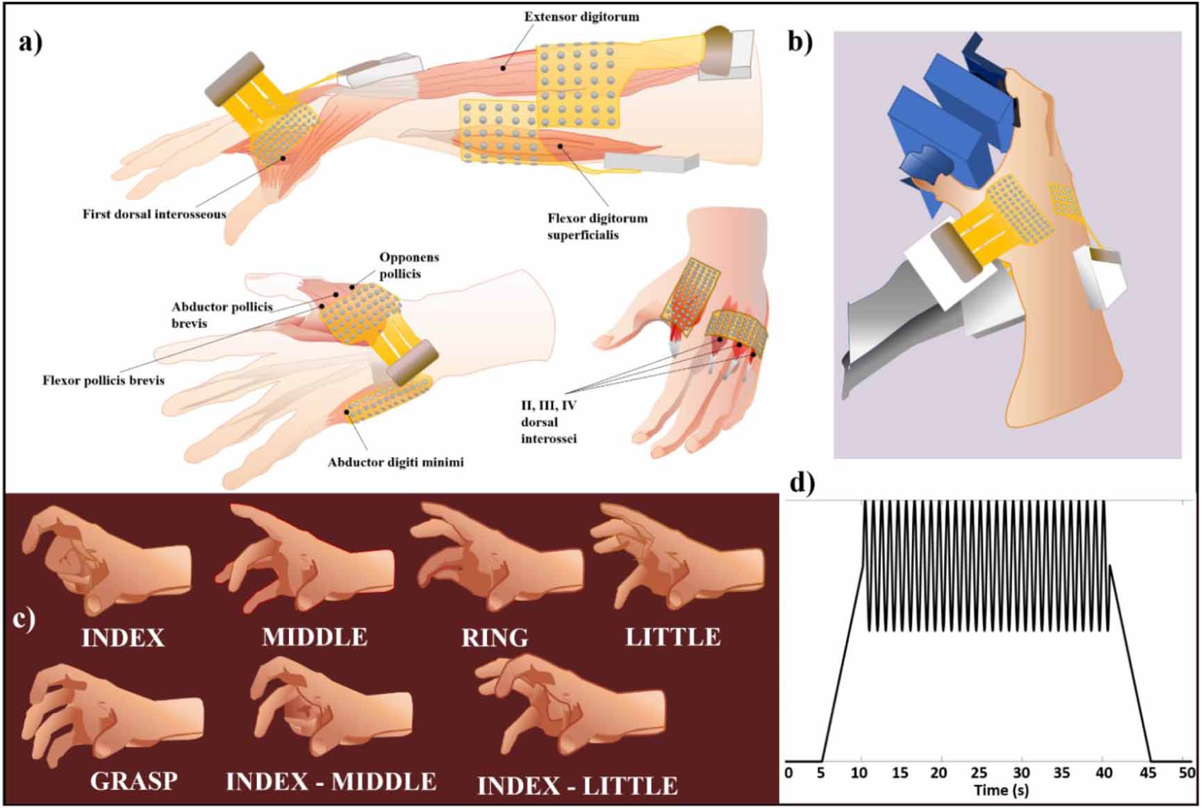 Non-invasive analysis of motor neurons controlling the intrinsic and ...