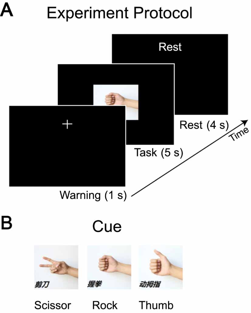 Enhancing gesture decoding performance using signals from posterior parietal cortex: a stereo ...
