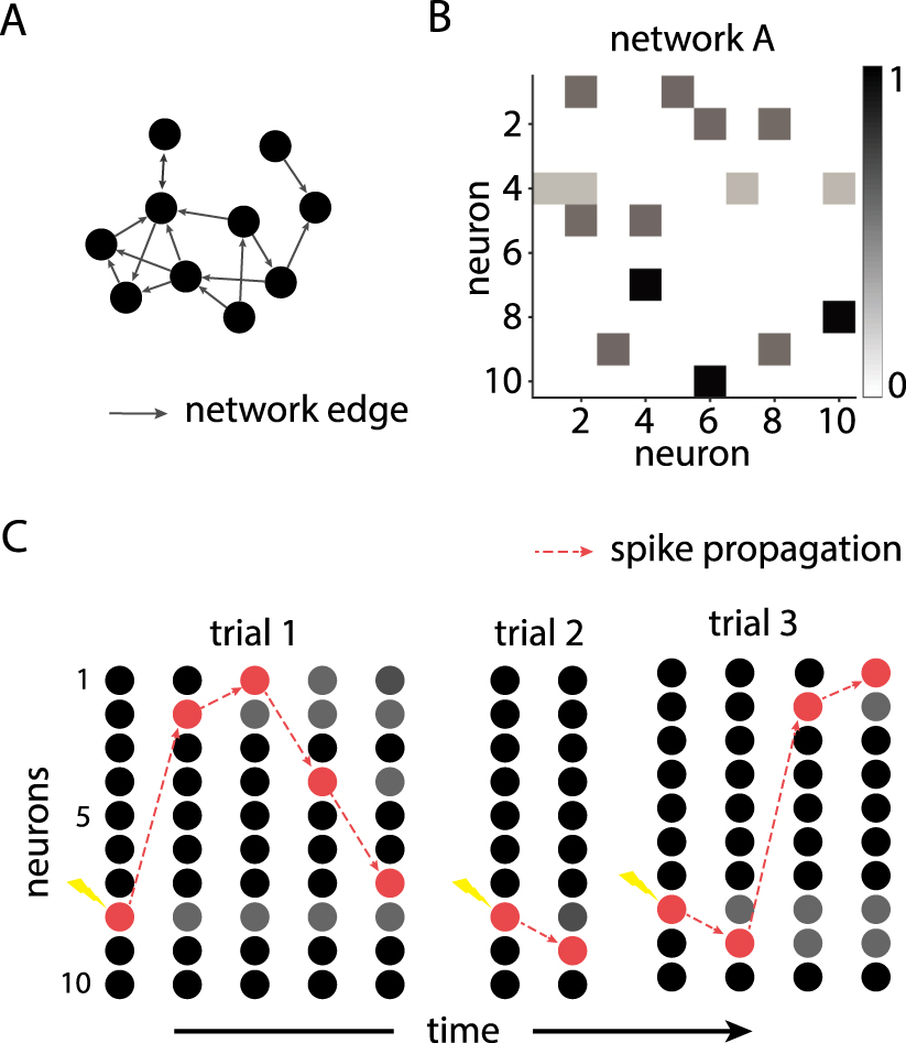Network structure of cascading neural systems predicts stimulus ...