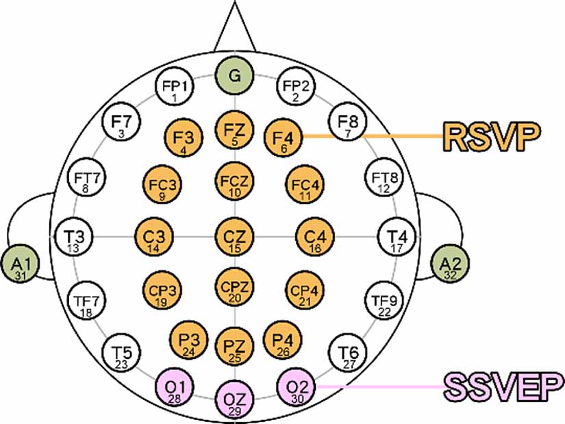 SSVEP-assisted RSVP brain–computer interface paradigm for multi-target ...