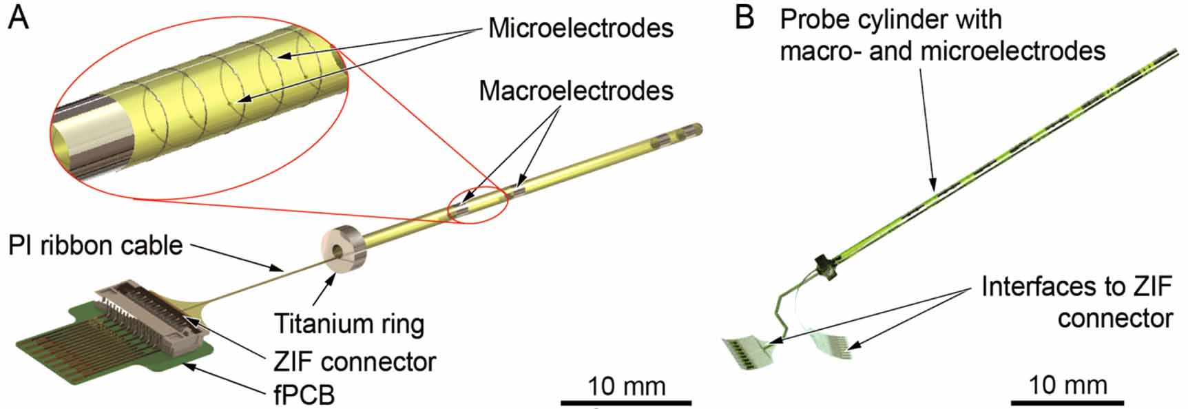 Histological assessment of a chronically implanted cylindrically-shaped ...