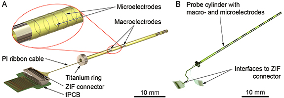 Histological assessment of a chronically implanted cylindrically-shaped ...