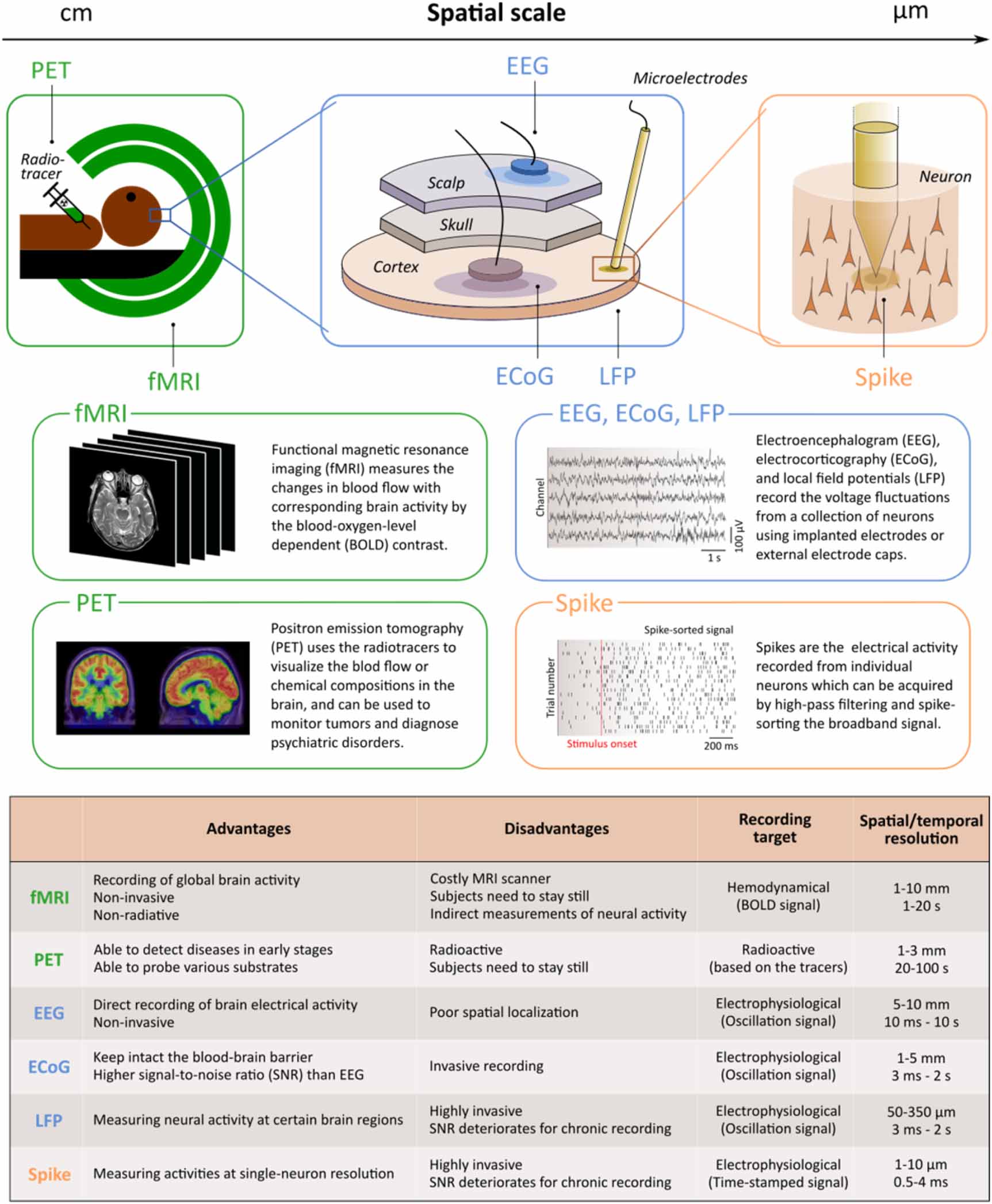Multi-scale neural decoding and analysis - IOPscience