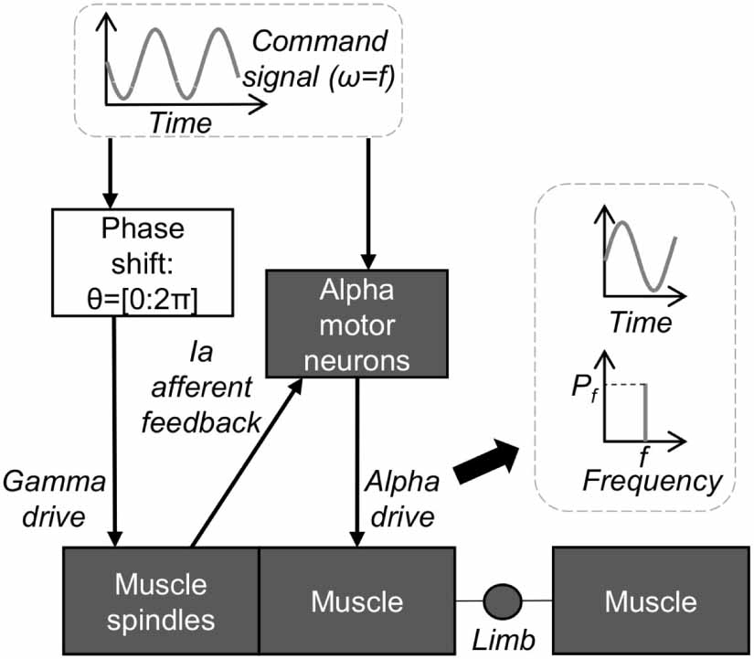 Feedforward modulation of gamma motor neuron activity can improve motor ...